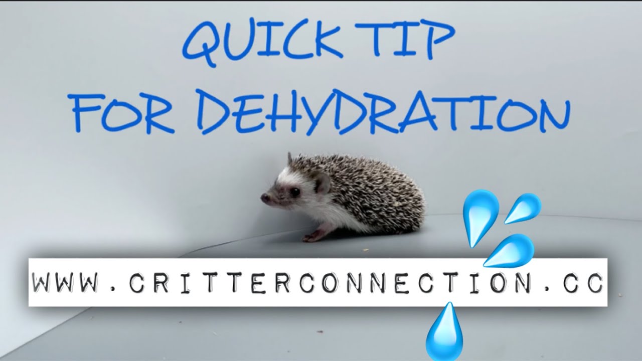 Quick Tip: for dehydration in hedgehogs - YouTube