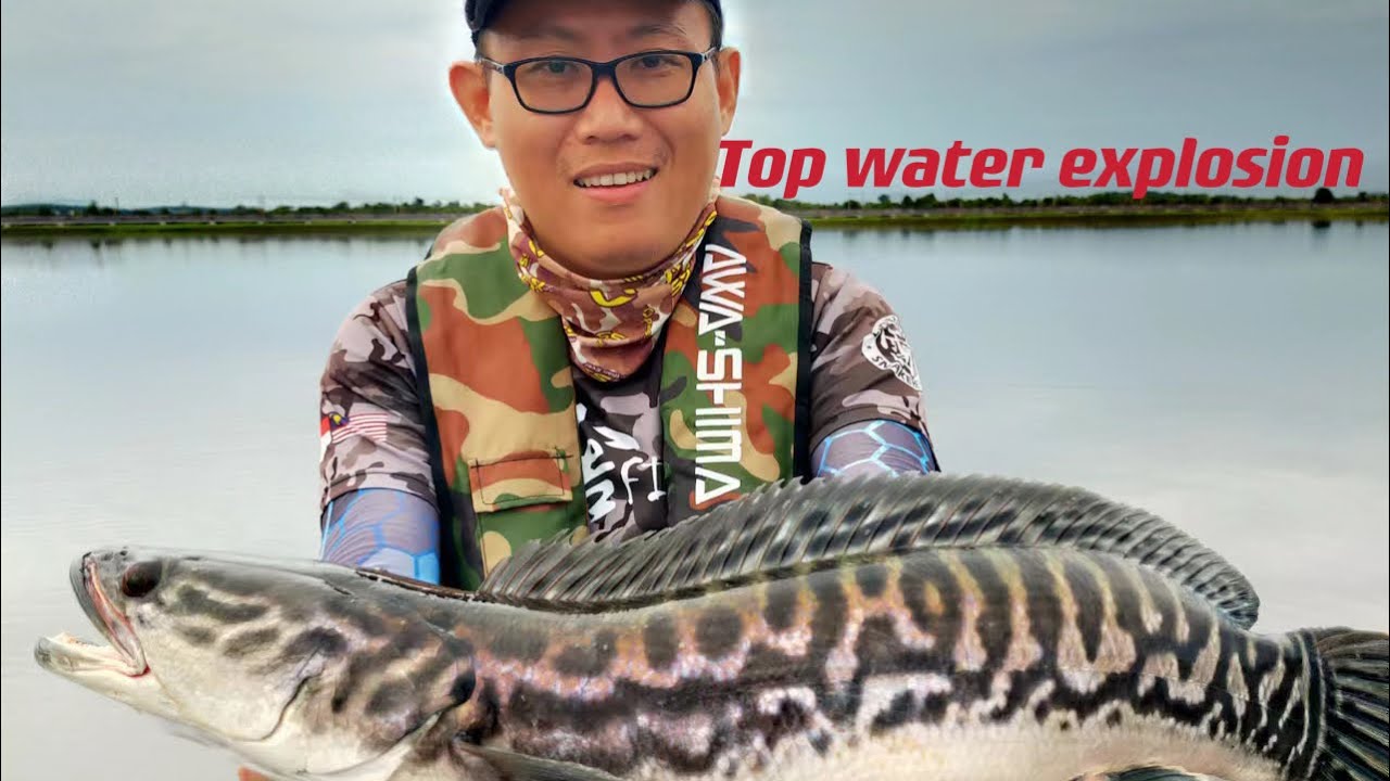 Casting toman giant snakehead tasik bukit merah top water support ...