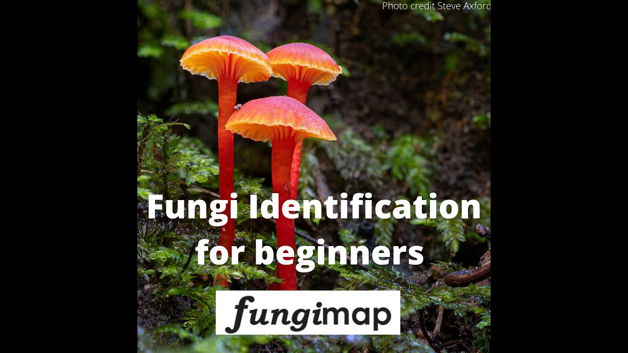 Fungi identification workshop for beginners - YouTube