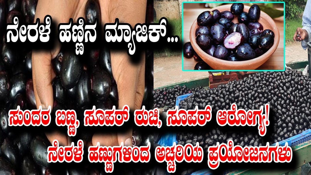 ಇದೀಗ ನೇರಳೆ ಸೀಸನ್ | Nerale Hannu Health Benefits | Jamun Fruit Benefits ...