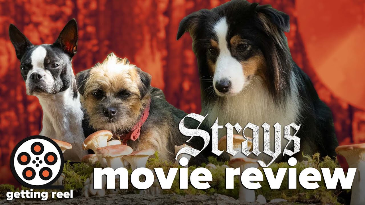 Strays Movie Review - YouTube