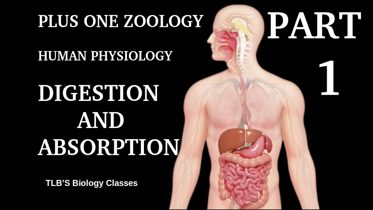 Digestion and Absorption|Part 1|Class 11|Zoology|Kerala Higher Secondary - YouTube