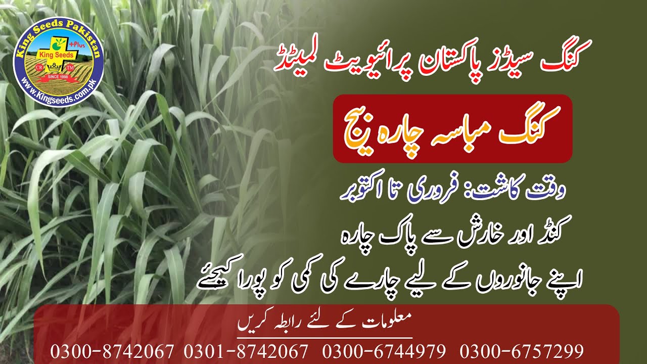 king Mombasa fodder seed - YouTube