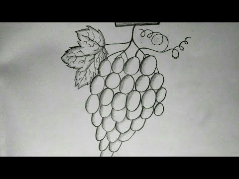 #short Grapes Drawing in 2 minute very easy step by step Pencil drawing ...