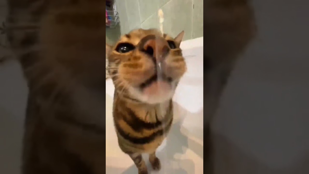 thirsty cat yoshi mlem - YouTube