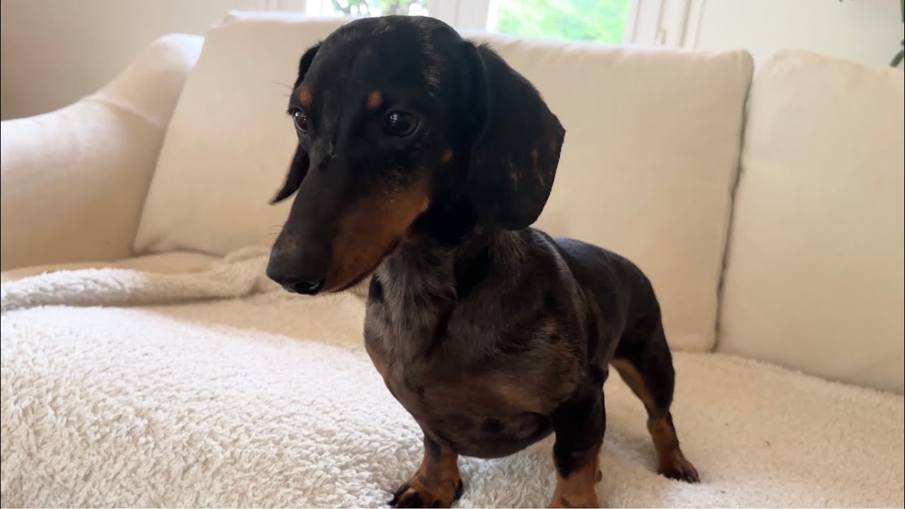 MINI DACHSHUND DISCOVERS A VERY STRANGE FISH - YouTube