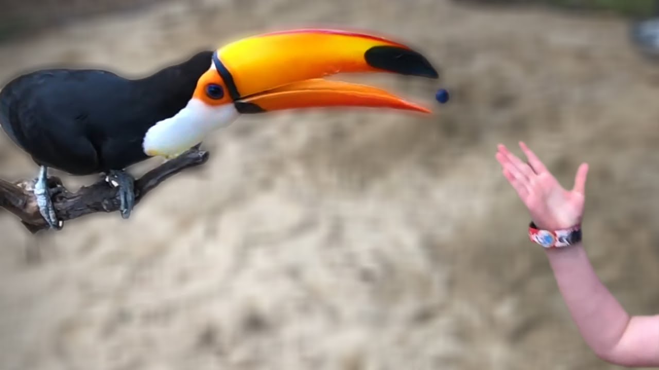 FOOD FIGHT With Our Toucan! - YouTube