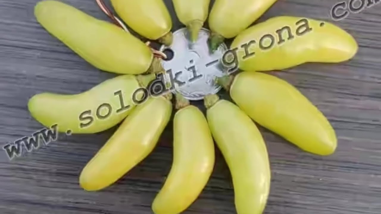 JENIS-JENIS ANGGUR IMPORT YANG SUDAH BERBUAH DI INDONESIA LENGKAP ...