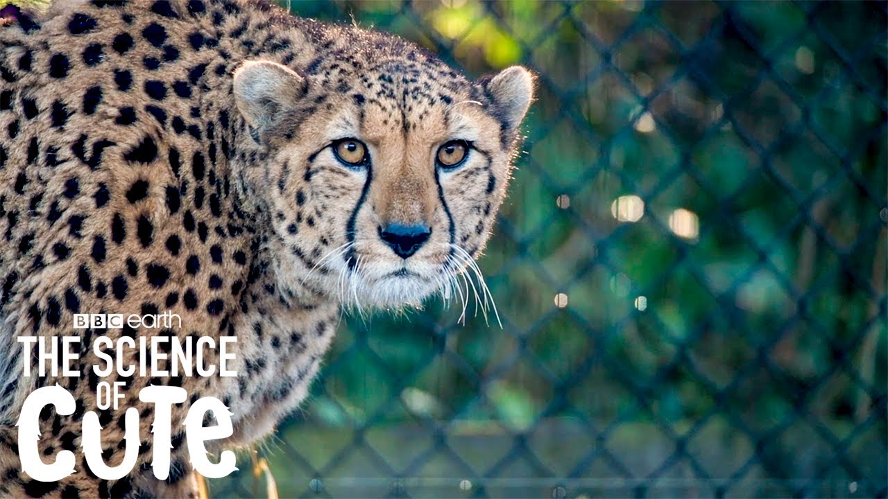 Why Do We Find These Predators So Cute? | BBC Earth Kids - YouTube