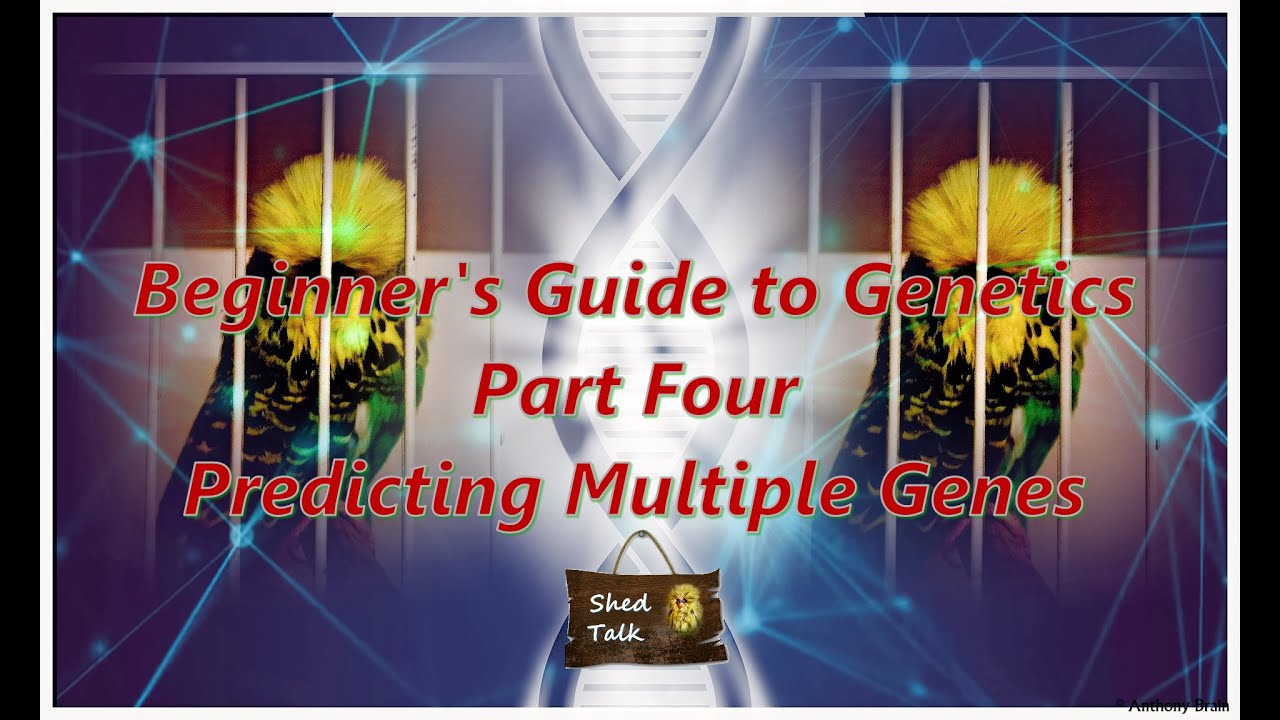 Genetics Part 4 - Predicting Multiple Genes - YouTube