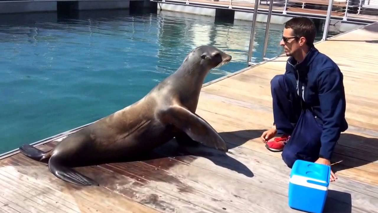 sea lion doing tricks - YouTube