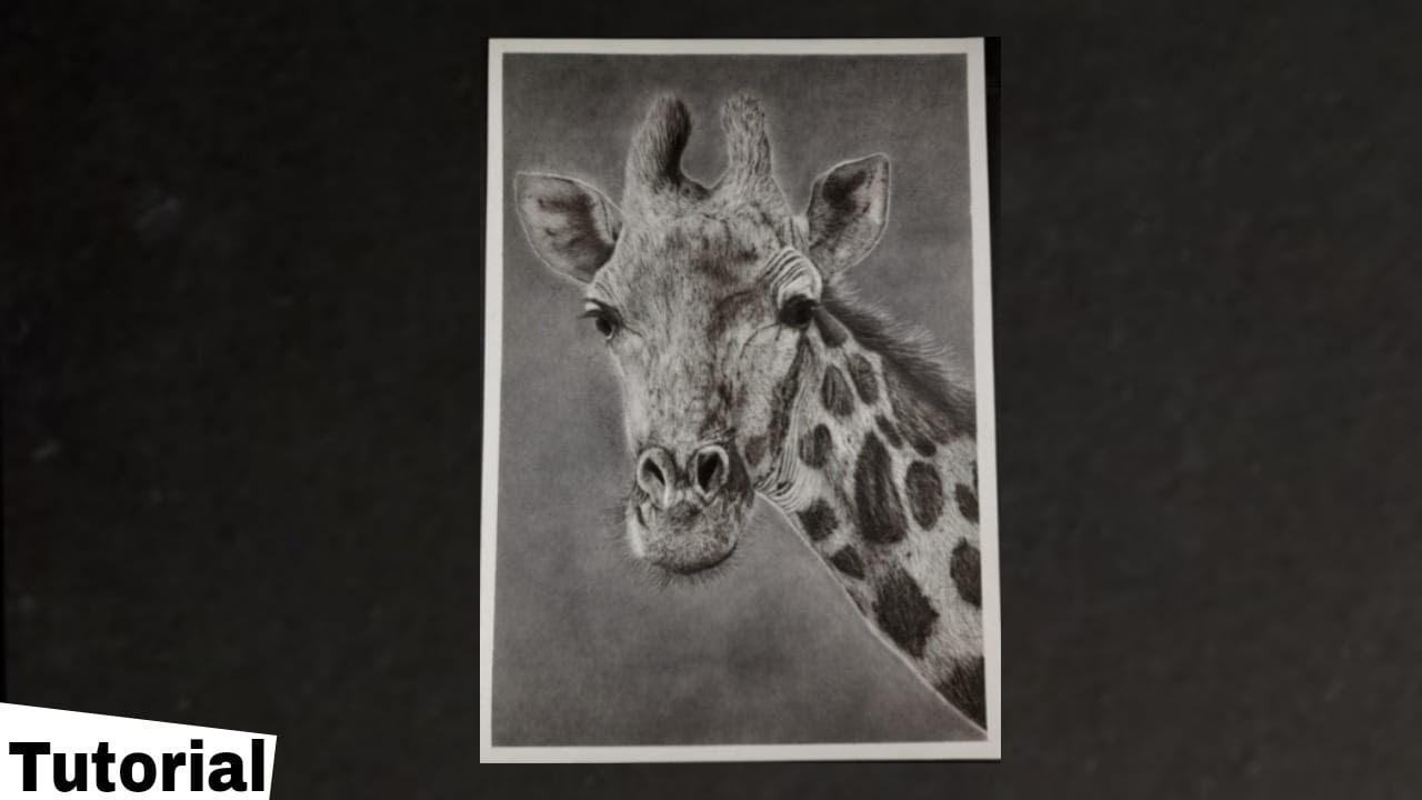 How to Draw Realistic Giraffe Drawing Step by step Giraffe Drawing ...