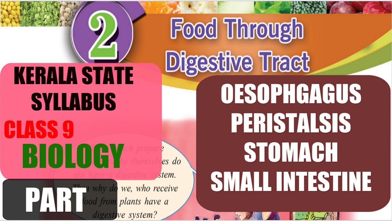 Part2 KERALA Syllabus CLASS 9 BIOLOGY CHAPTER 2 FOOD THROUGH DIGESTIVE part2-kerala-syllabus-class-9-biology-chapter-2-food-through-digestive
