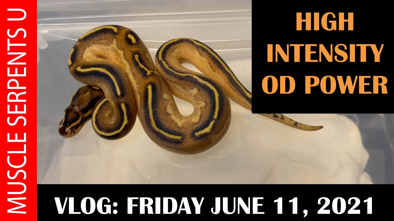 ORANGE DREAM HIGH INTENSITY ENCHI FREEWAY CLUTCH EXPLANATION! 6-11-21 ...