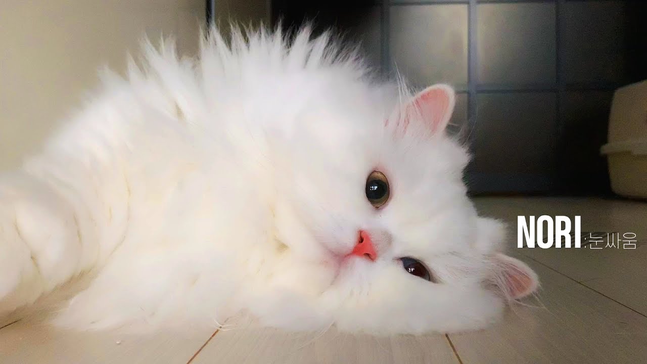 DAILY | 오드아이 고양이 노리와의 아이컨택 (Staring contest with a cat) - YouTube