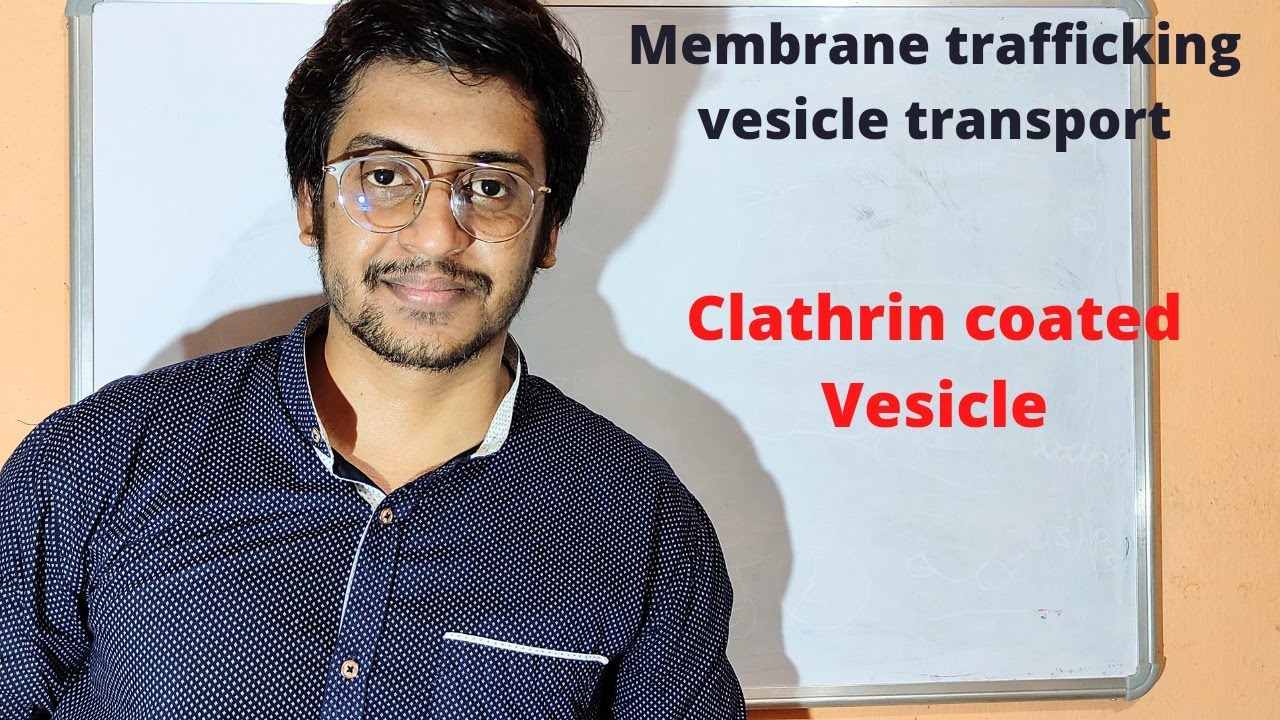 Cell biology | Vesicle transport | | clathrin coated vesicle formation ...