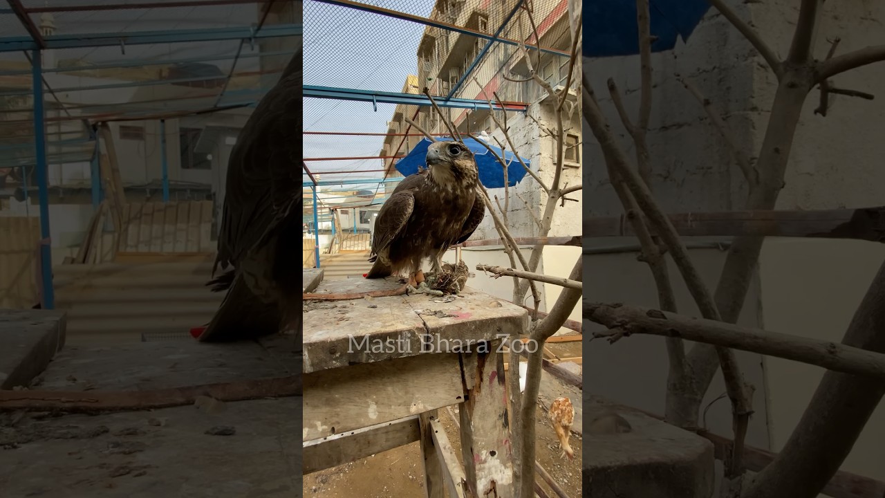 Unstoppable Shikari ; Masti Bhara Zoo #pets #animals #entertainment # ...