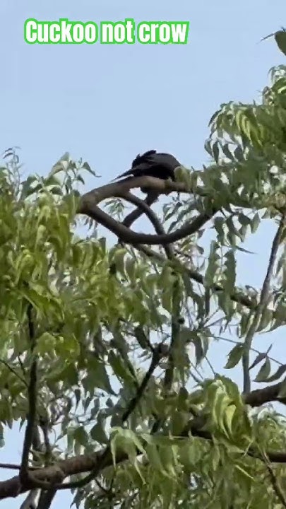 Cuckoo not crow - YouTube