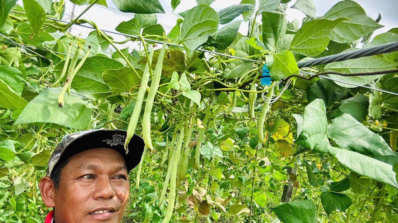 Beans Boy is live! let’s harvest the beans!!! 10/25/25 - YouTube