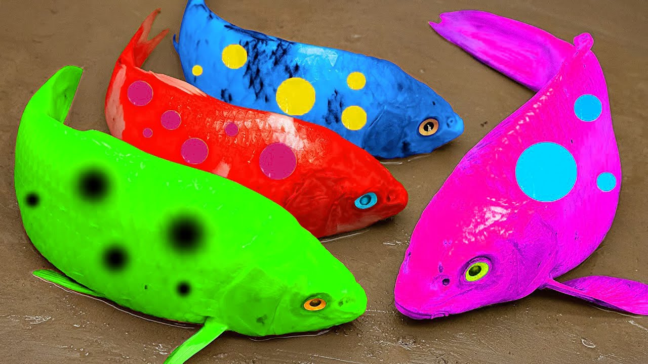 New 💕 FUN VIDEOS OF FISH💕Stop Motion ASMR Colorful Koi Fish Carp & Carp ...