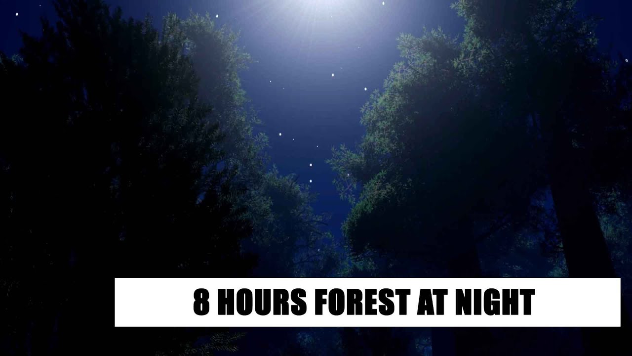 FOREST AT NIGHT - 8 HOURS - YouTube