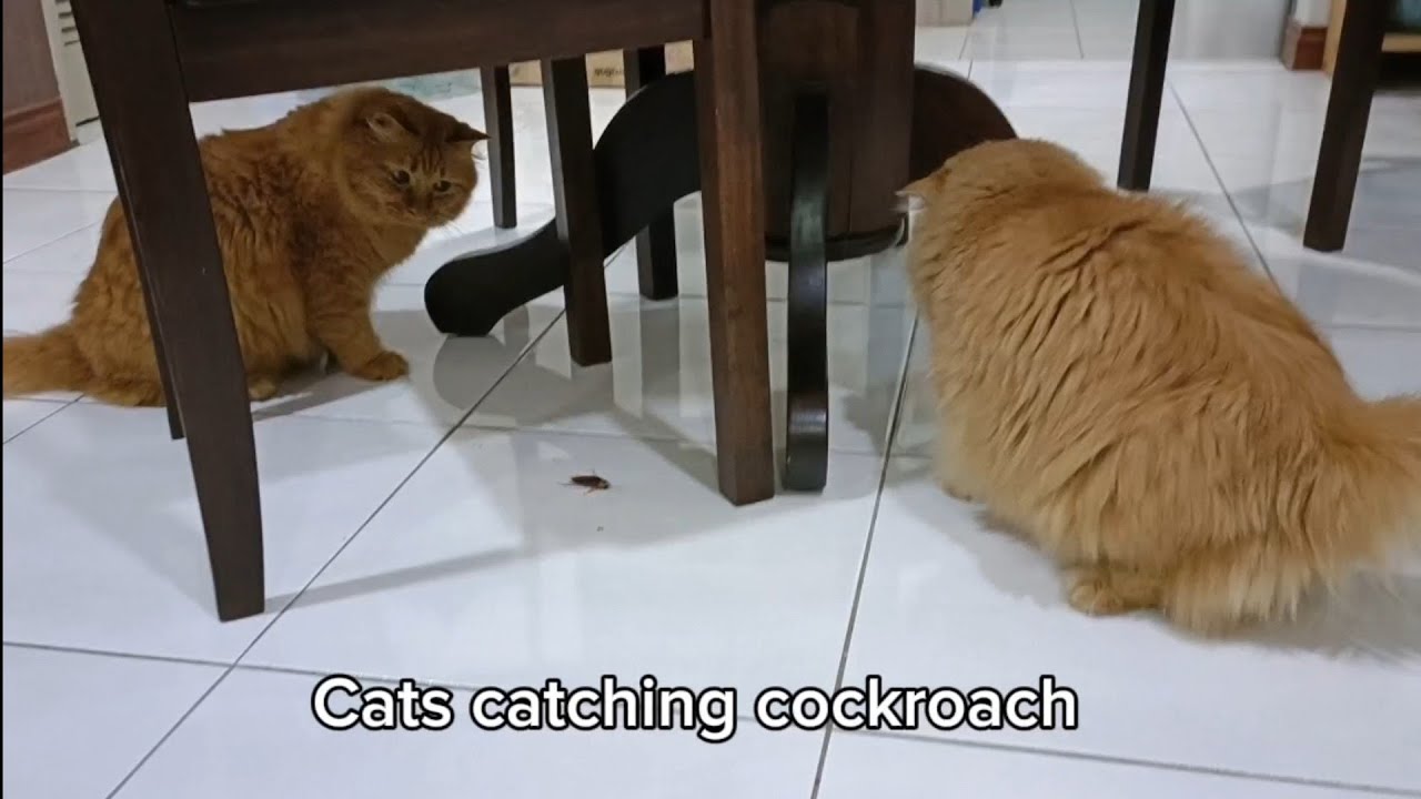Cats catching cockroach live. - YouTube