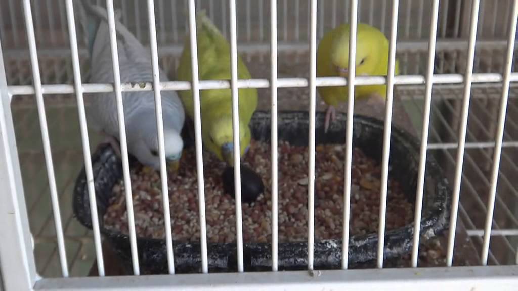 Budgies/Parakeets Reaction To A Black Olive - YouTube
