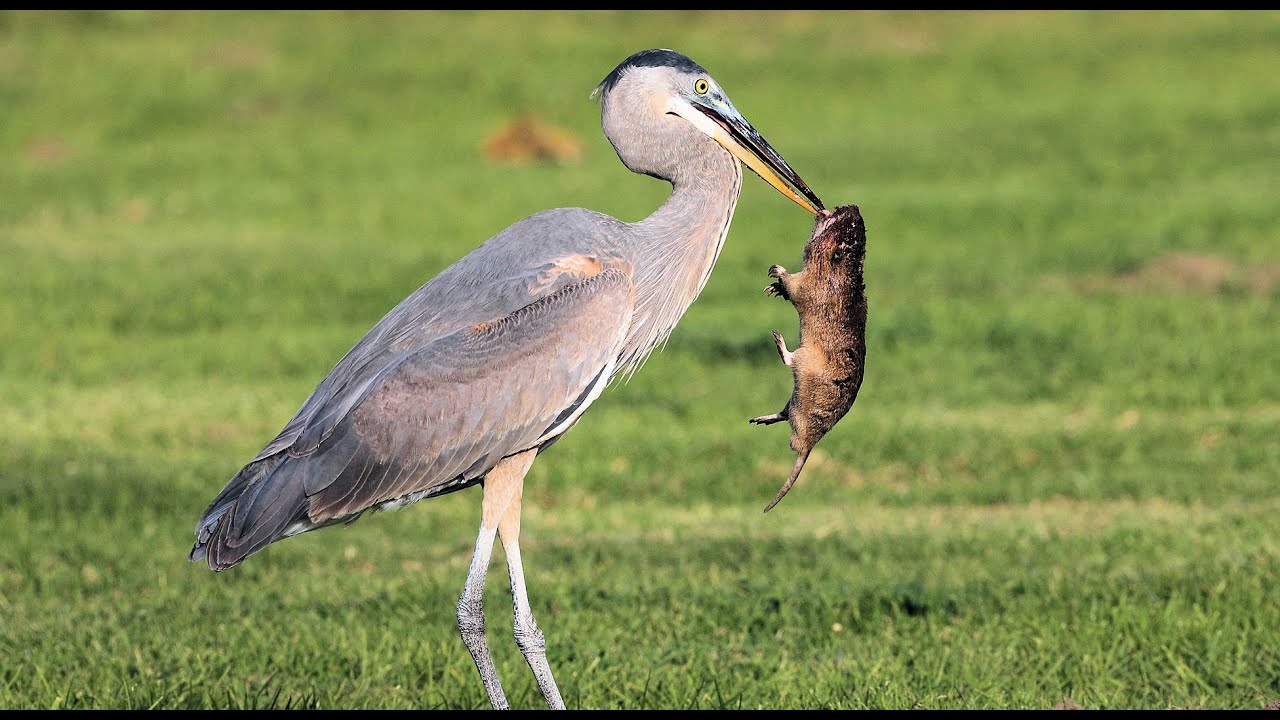 Pirates of the El Dorado, hawks, herons, cormorants and pelicans - YouTube