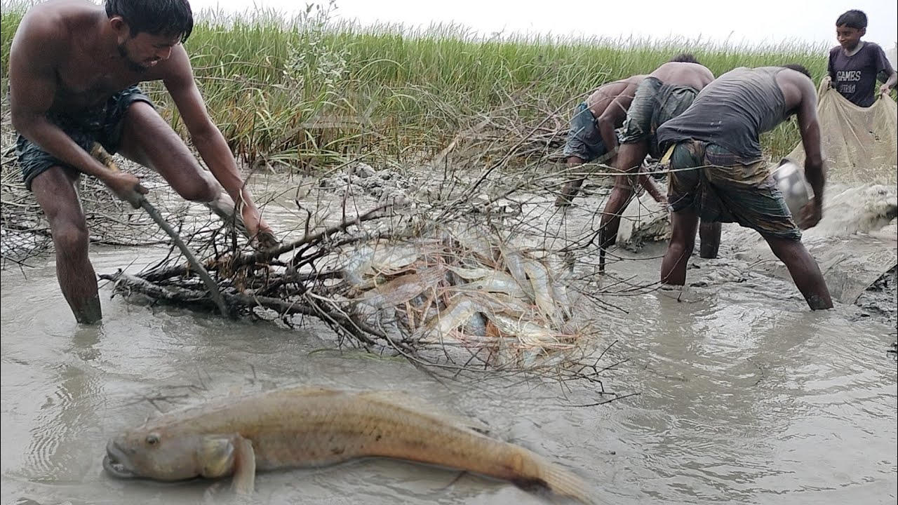 ঘন কালো মেঘ ও বৃষ্টিতে খাল সেচ দিয়ে মাছ ধরা।। Big Shrimp & Baila Fish ...