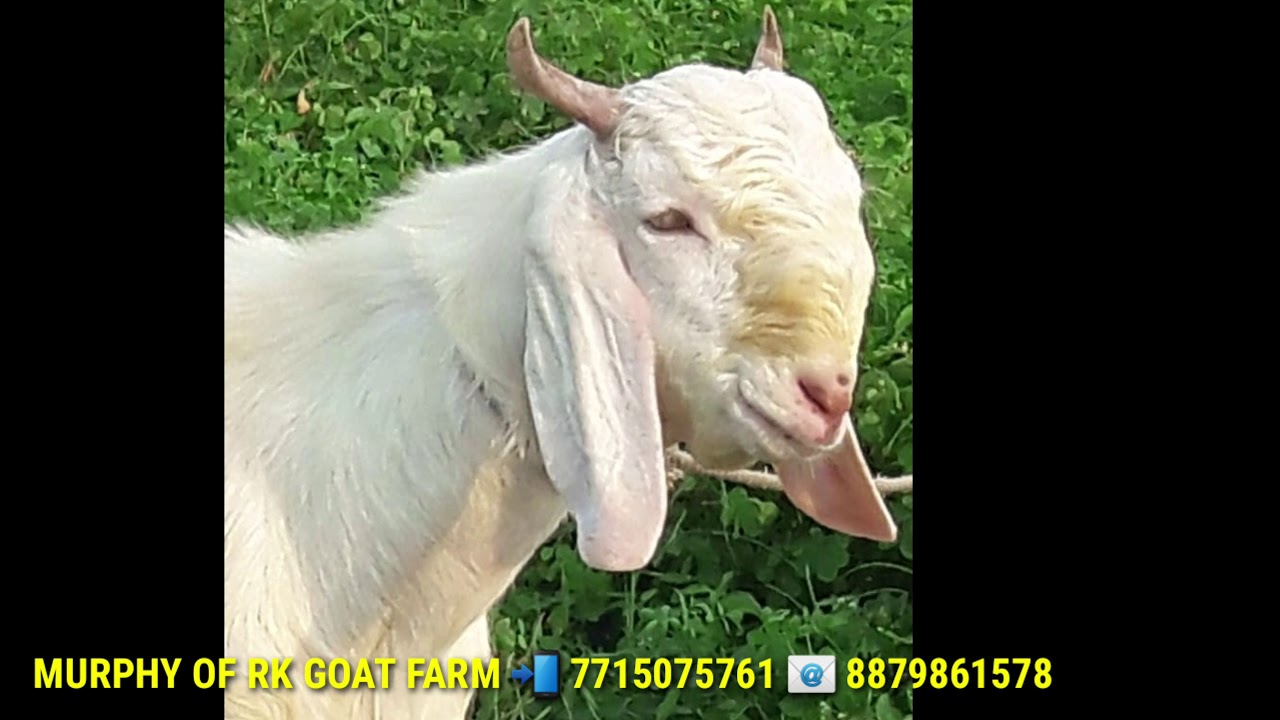MURPHY BREED MALWA ADANT OF RK GOAT FARM ☎️ 7715075761 📧 8879861578 ...