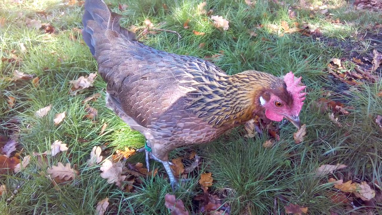 La Nature Gauloise # maman championne poule gauloise saumon doré - YouTube