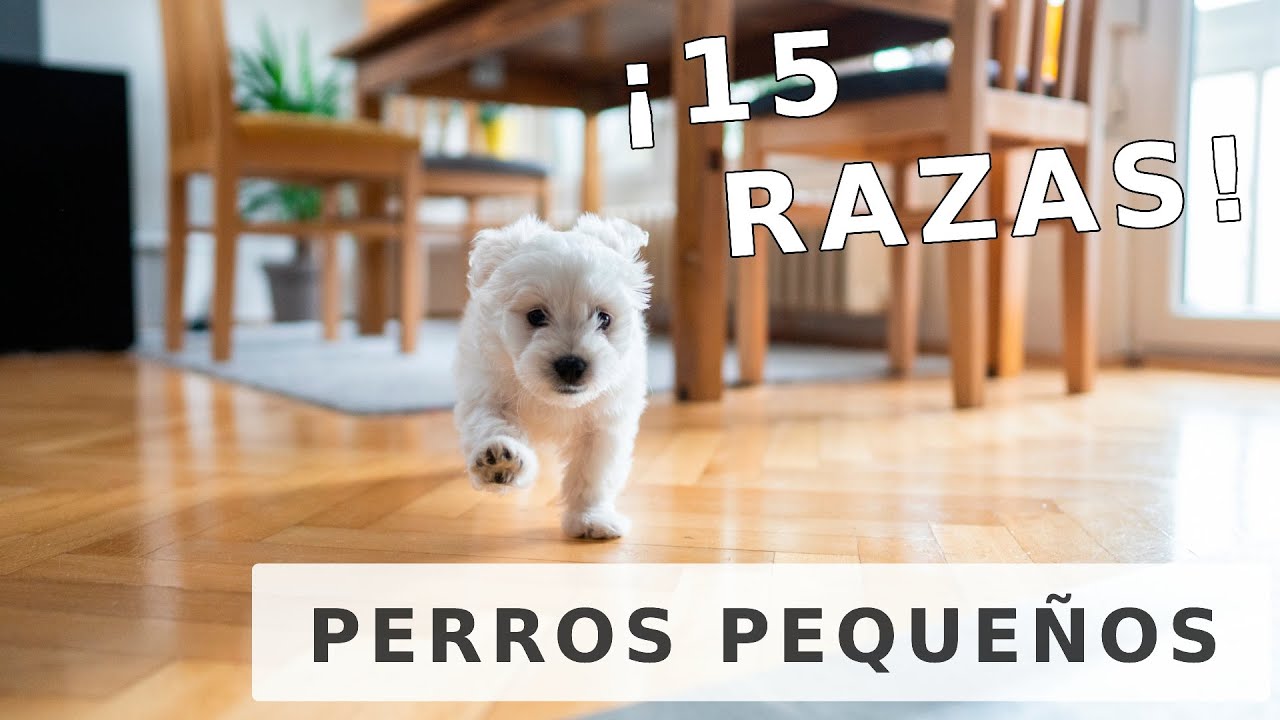 15 RAZAS de PERROS PEQUEÑOS perfectas para pisos ¿Cuál es tu favorita ...