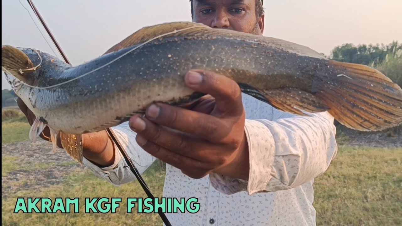 #snakehead# marel fish video catch top water lure lucana Nova 65 18 gm# ...