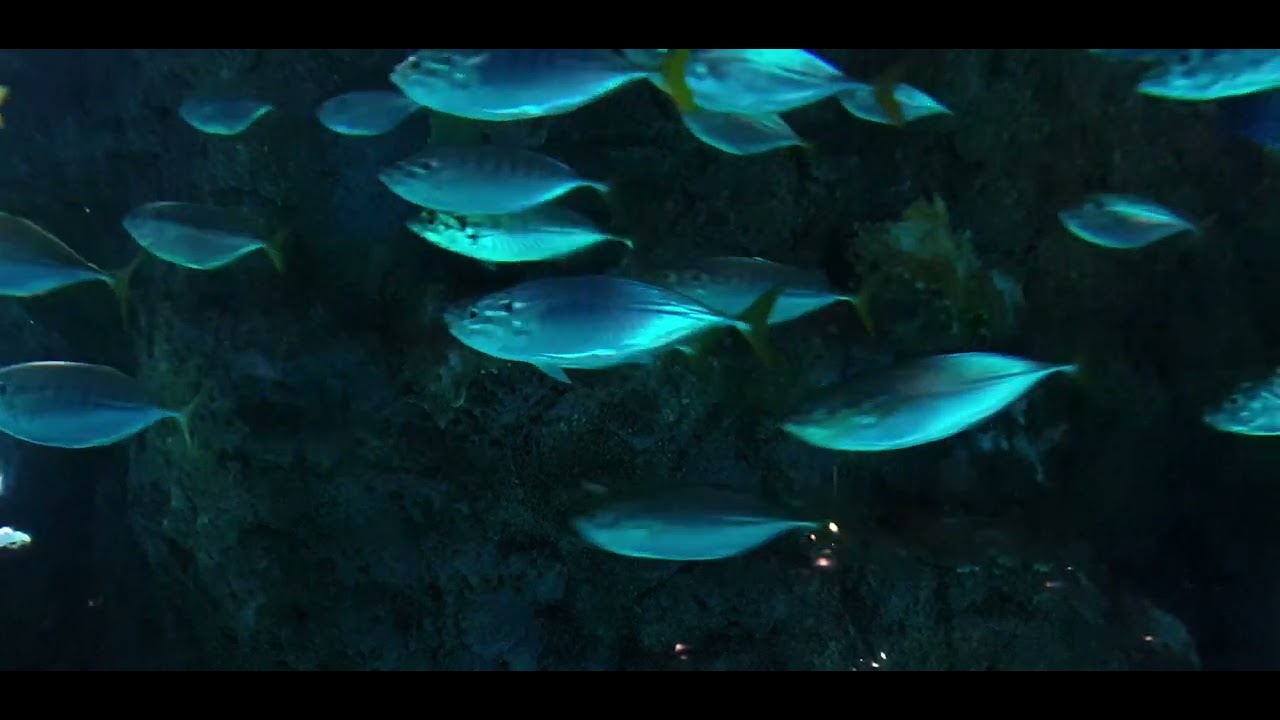 Short video of The white trevally fish in the tank at S.E.A Aquarium ...