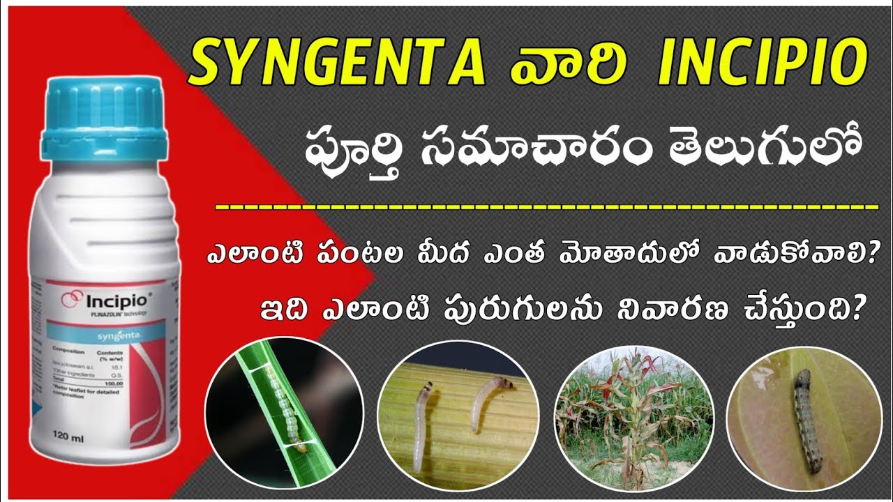 syngenta వారి incipio full review in Telugu | syngenta incipio ...