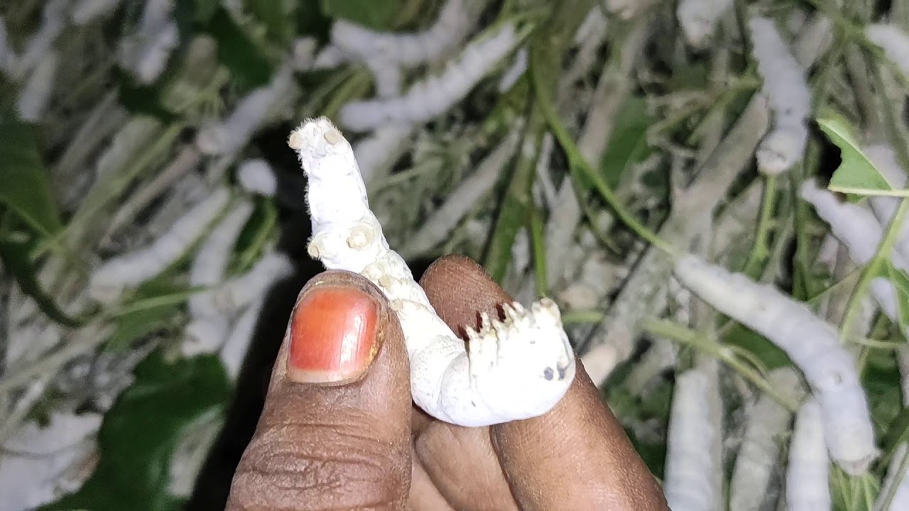 Pattu urpathi seivathu epadi - YouTube