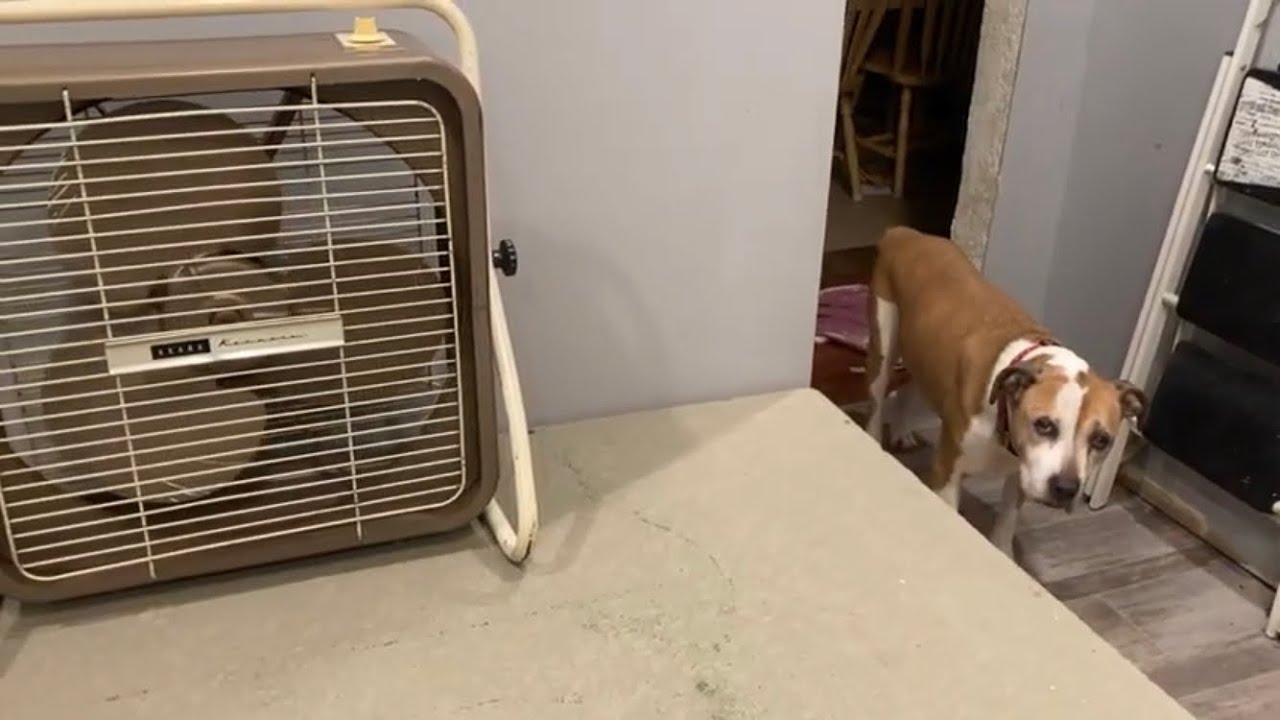 Vintage Sears Kenmore 14” Box Fan (model 758.80840) - YouTube