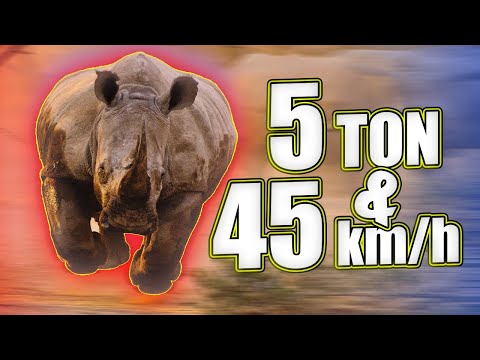 5 TON ağırlığında EN AĞIR 2. kara hayvanı! (Gergedan Belgeseli)