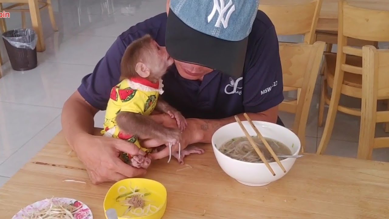 You Won’t Believe How Cute Baby Monkey Cubin Is Eating Pho with His ...