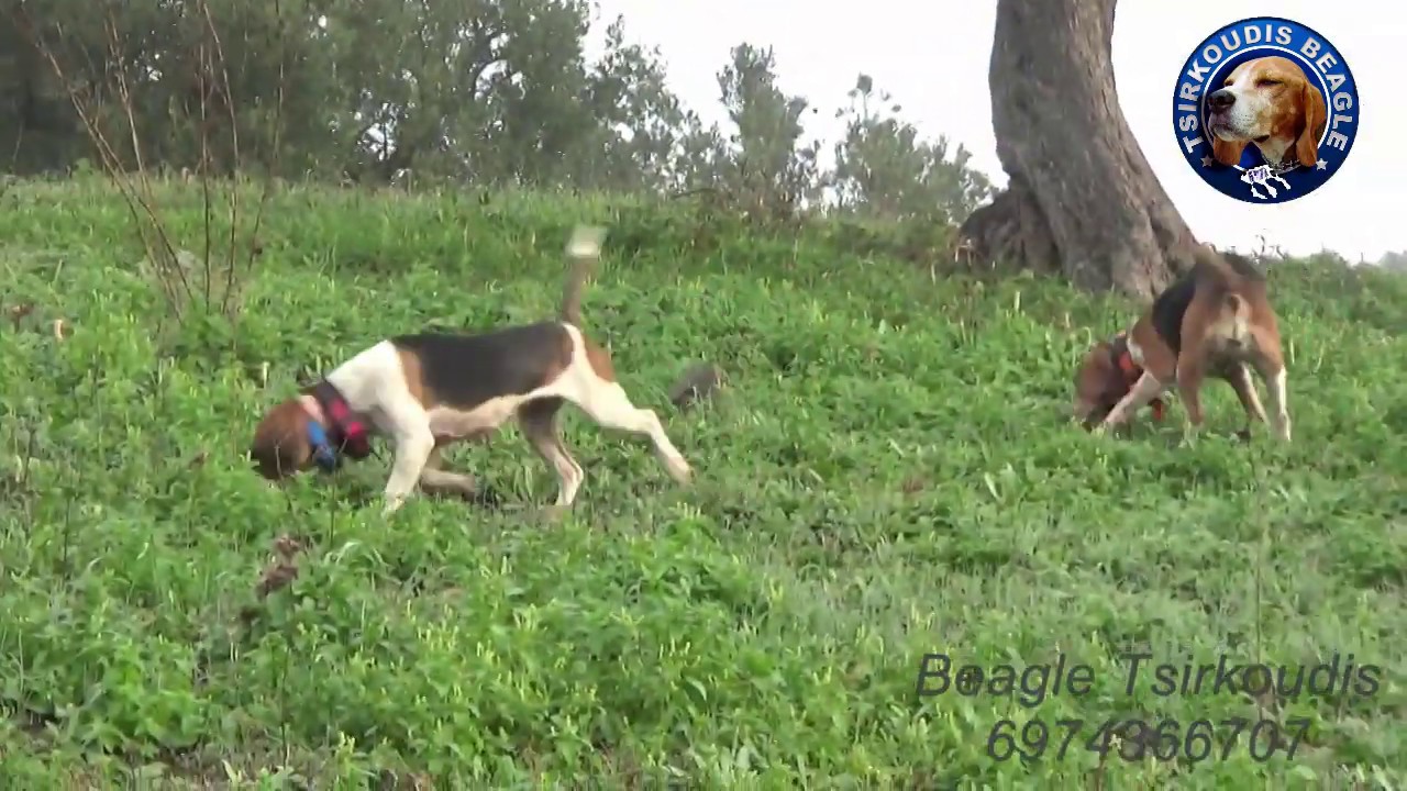 Beagle Tsirkoudis κυνηγι 2019 - YouTube
