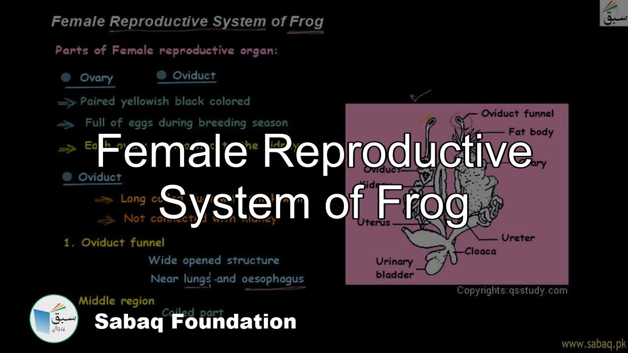 Female Reproductive System of Frog, Biology Lecture | Sabaq.pk - YouTube