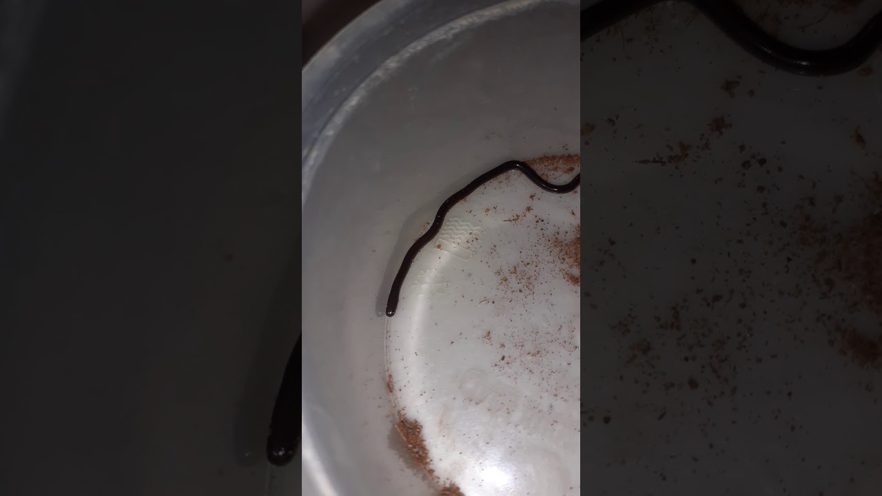 barbados threadsnake, the most tiniest snake in the world! - YouTube