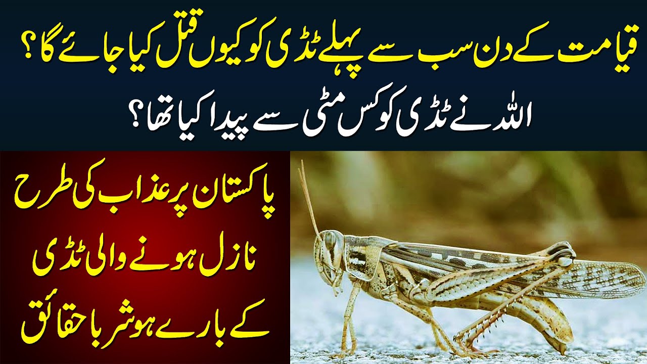 Locust Swarms Attack Crops | Watch How People Hunt & Eat Tiddi Dal ...