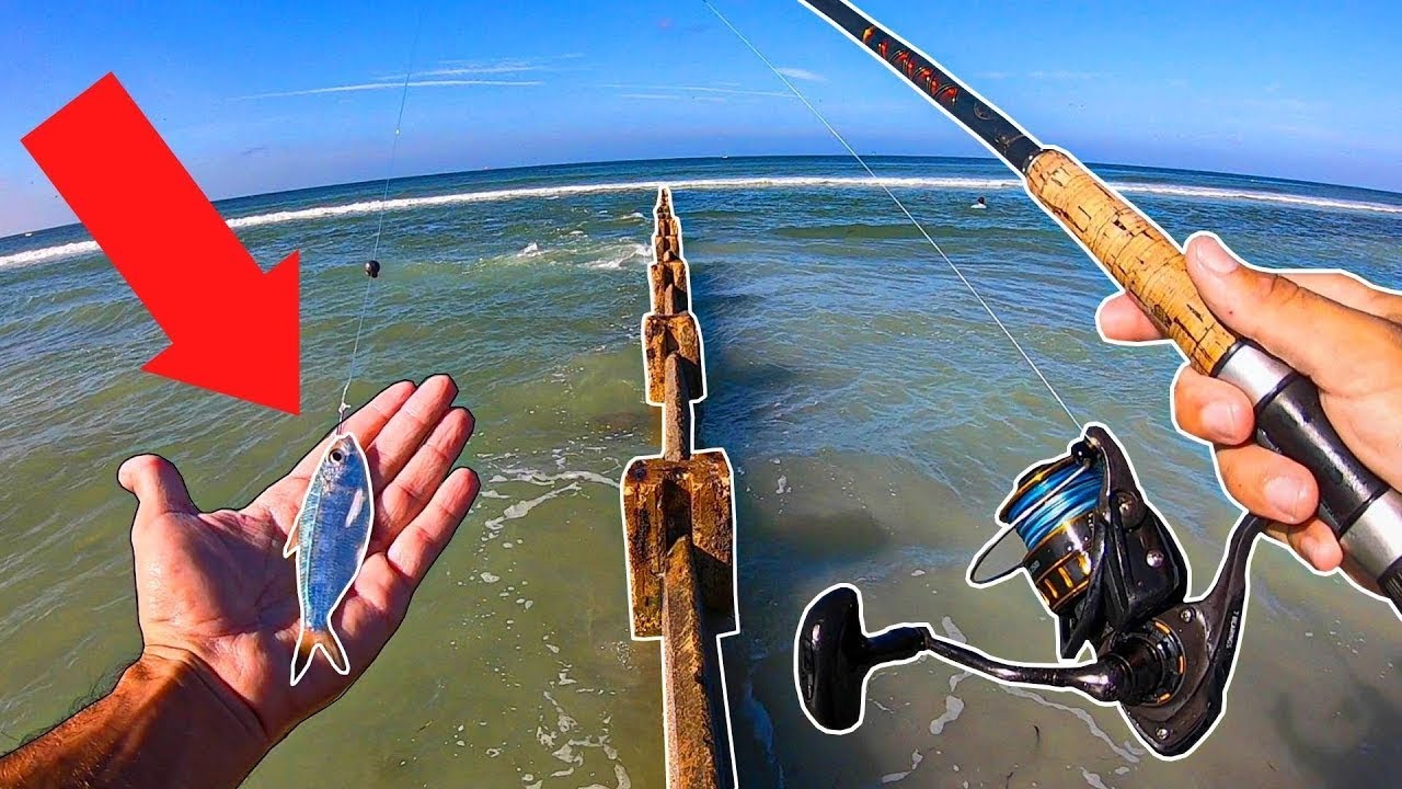 Fishing With Live Greenbacks to Target Strong Beach Fish (Dunedin ...