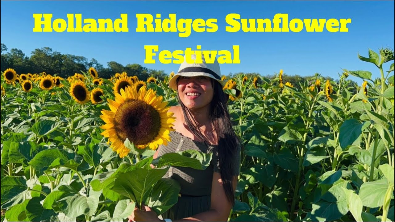 Sunflower Farm Cream Ridge Nj | Best Flower Site