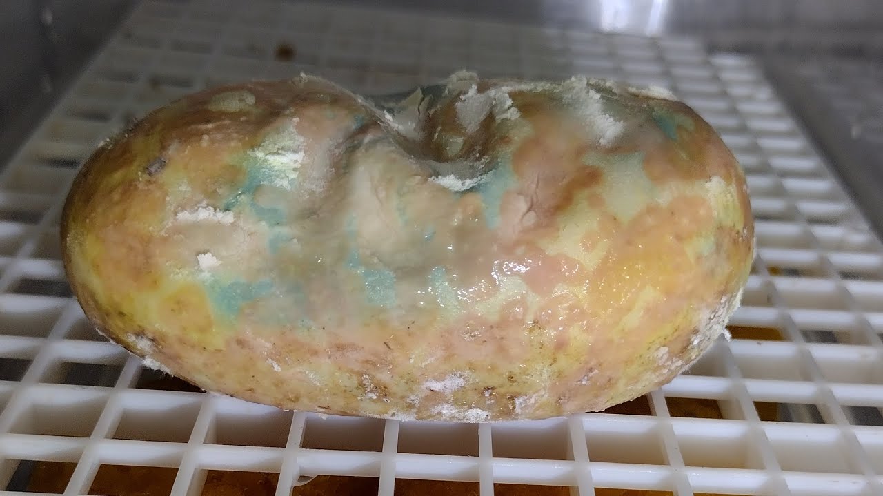 GROSS, MOLDY EGG CUTTING. Let's see what's inside. - YouTube