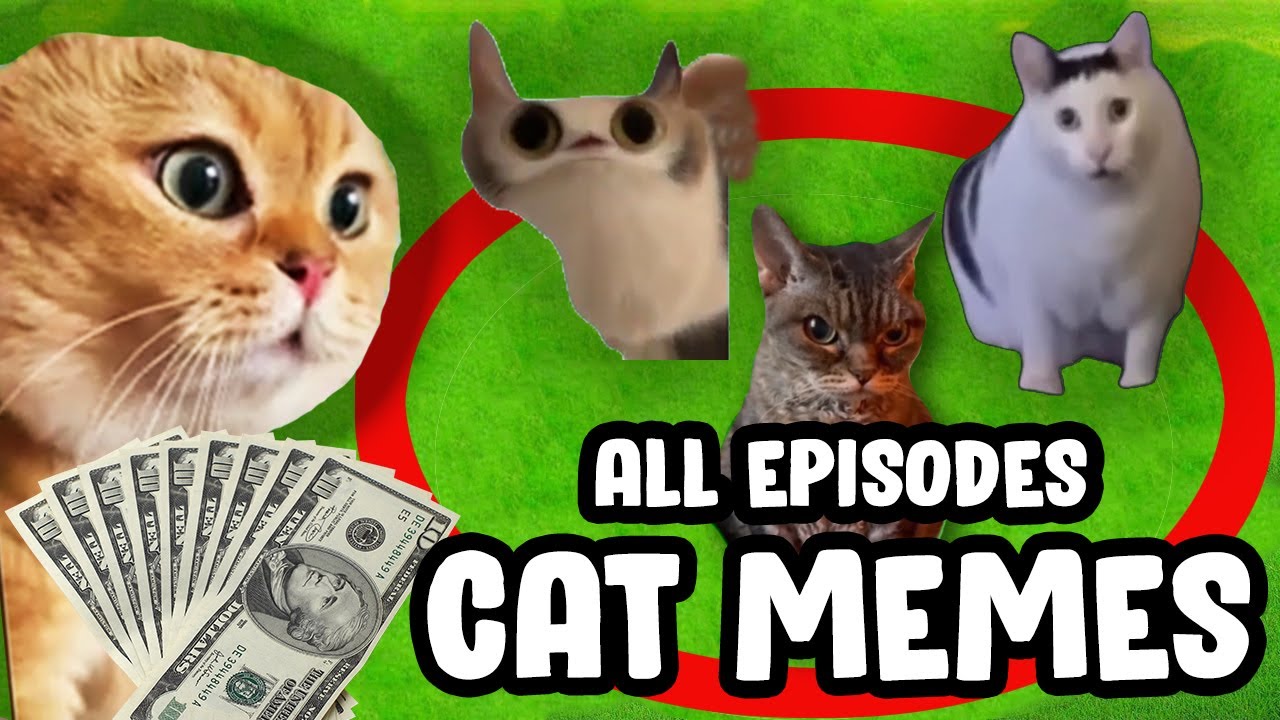 MRBEAST CHALLENGE CAT MEME COMPILATION... - YouTube