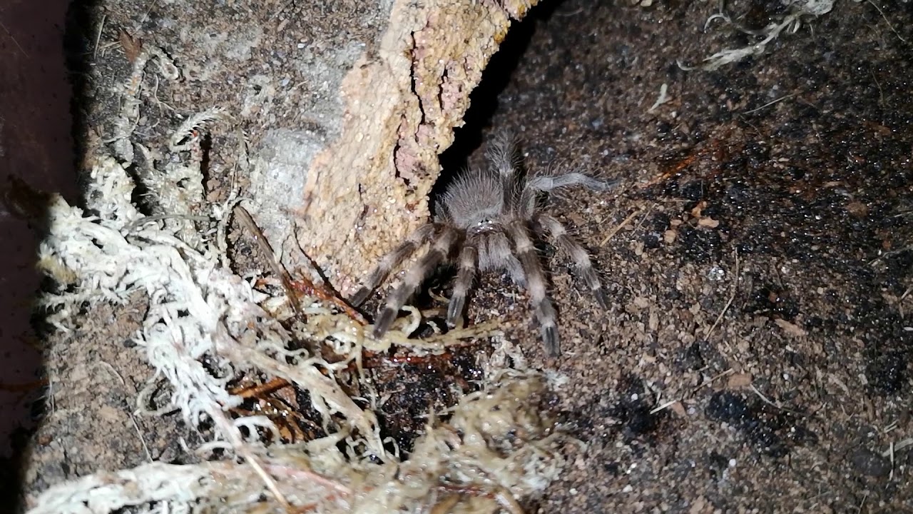 N.TRIPEPII | HAVING A RARE LOOK OUT | INSIDE THE SNAKE DISTRICT - YouTube