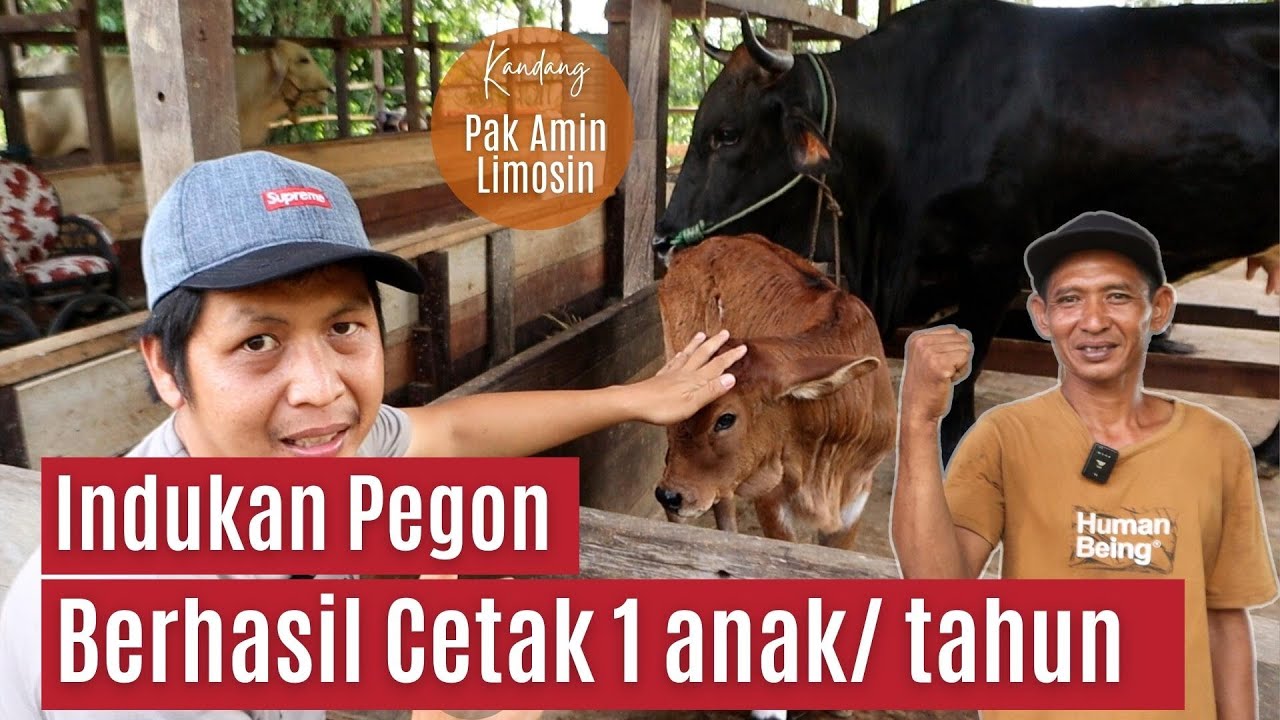 Sapi Pegon Indukan Kandang Sapi Pak Amin Limosin - YouTube