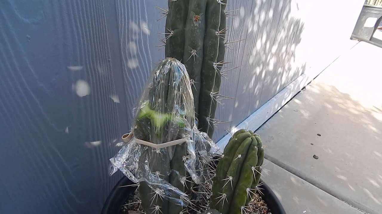 PT 2 Grafting Trichocereus Peruvianus Peyote Peruvian Torch Bridgesii ...